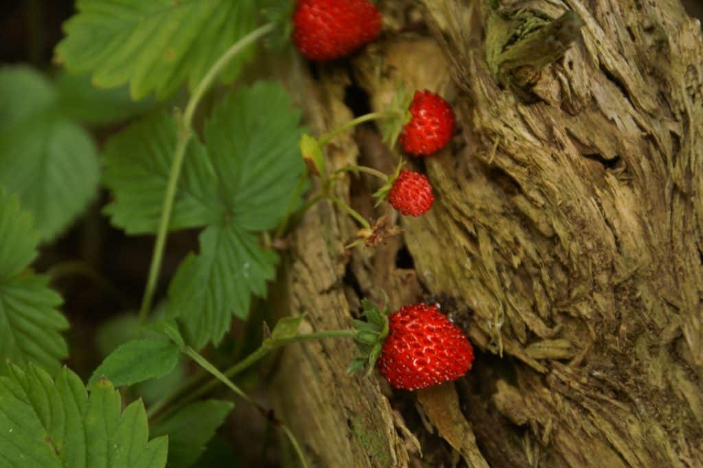 Quels fruits rouges planter ? - Le Jardineur