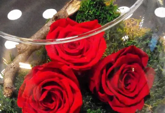 Scarification pelouse : Quand et comment scarifier sa pelouse ? - Le ...